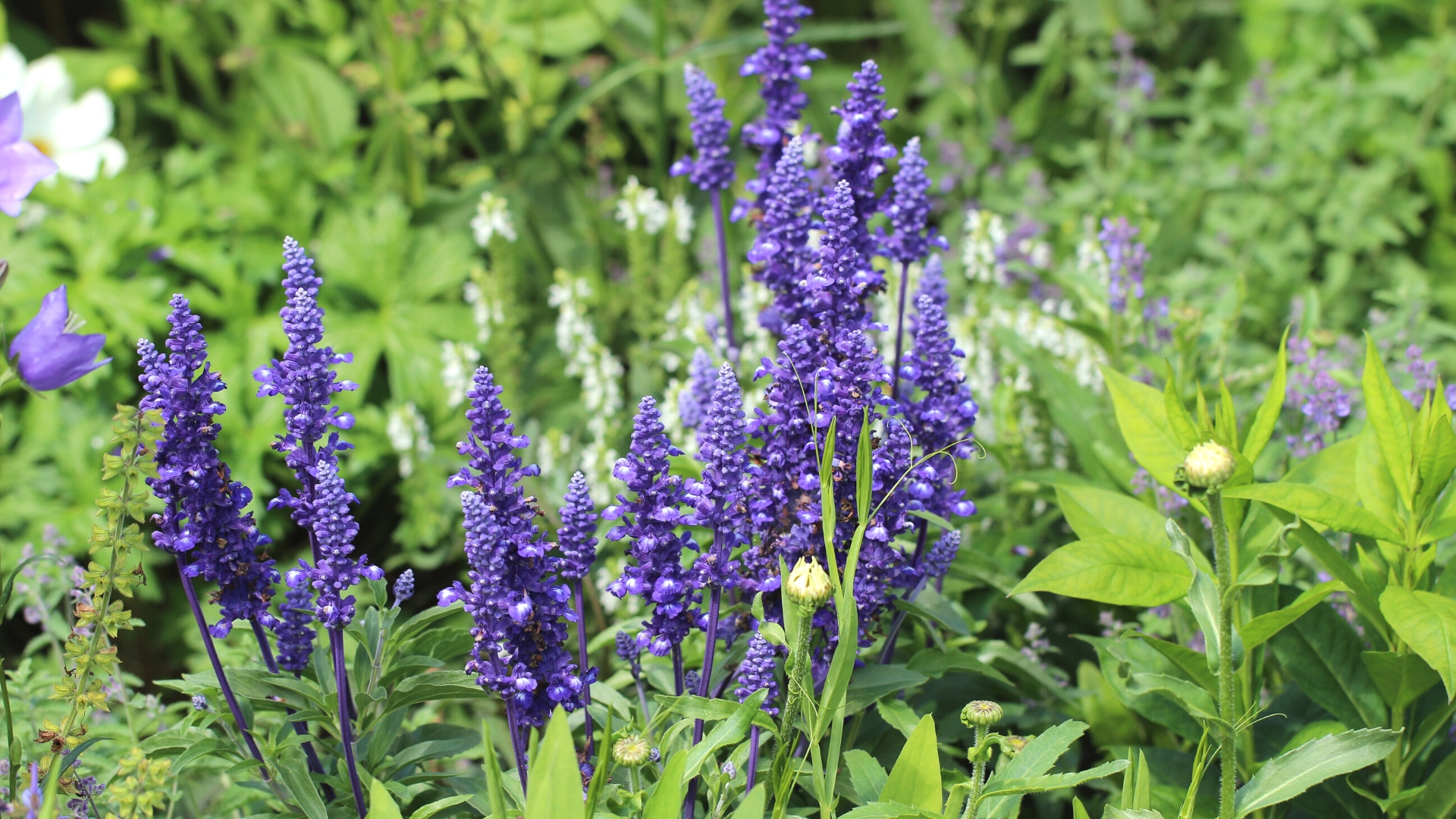 Chania Botanical Garden | Information & Tips - Zen Group Crete Taxi ...